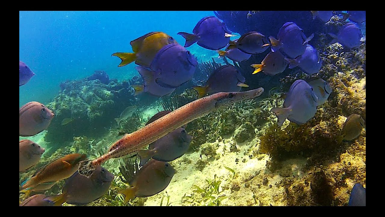 Snorkeling in Spooky Channel - Roatan, Honduras 2013 - YouTube