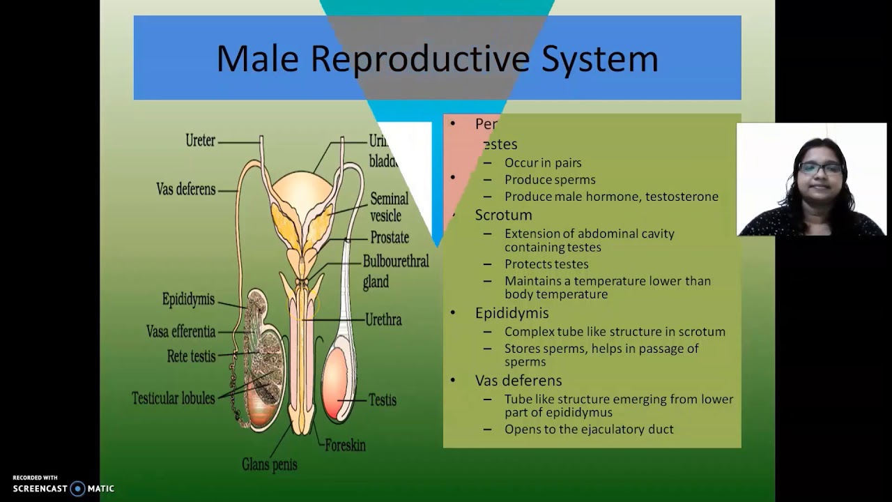Reproduction Part 2..Class 8 - YouTube