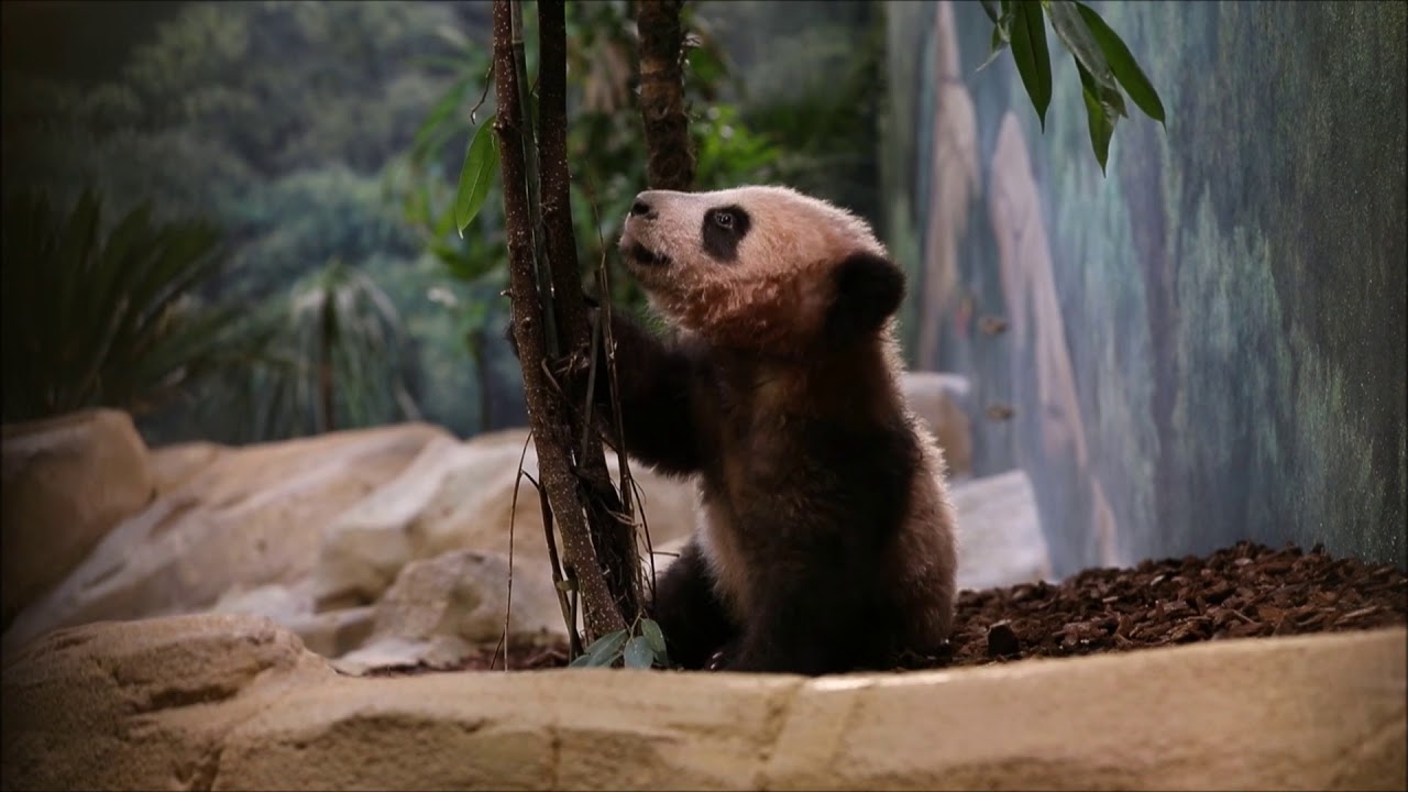 1ère sortie de Yuan Meng - YouTube