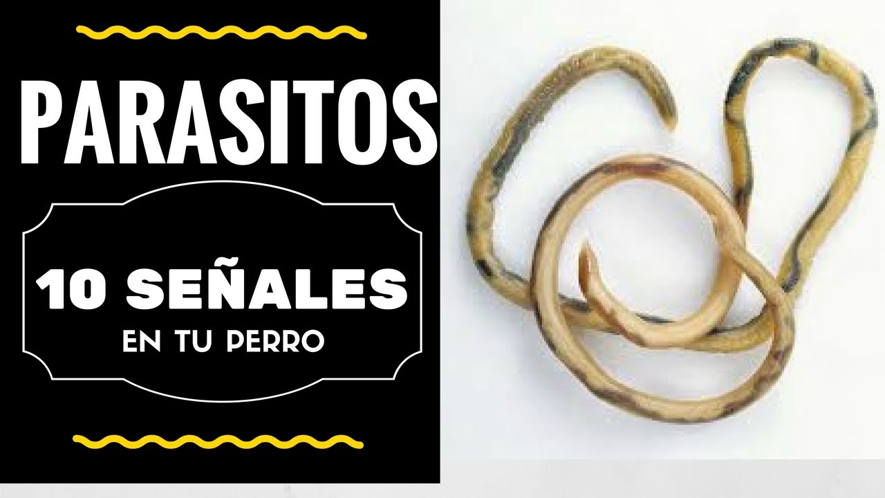 🛑 Como SABER si mi PERRO tiene PARASITOS ⏩ Aprende [ 10 ] CLAVES para ...