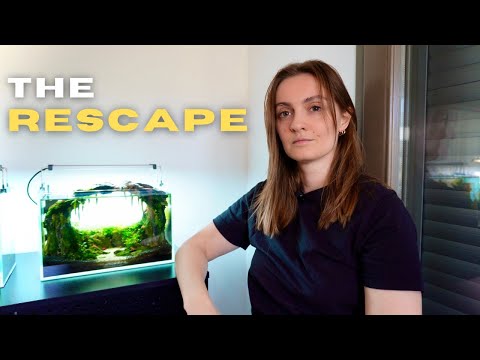 Reparatur und Neugestaltung meines Höhlen-Aquariums