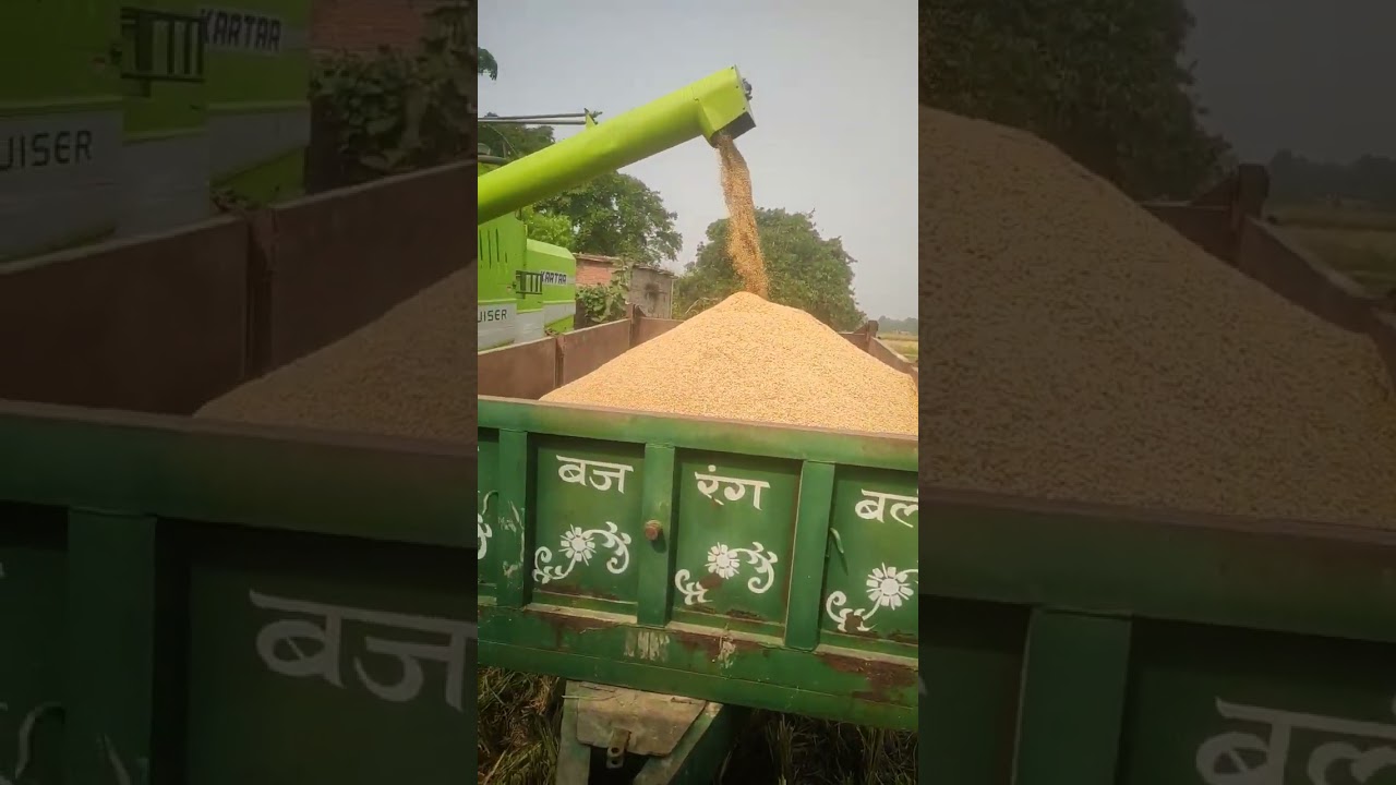 kartar 4000 Combine. Unloading paddy kartar Combine Grain. Tak Khali ...