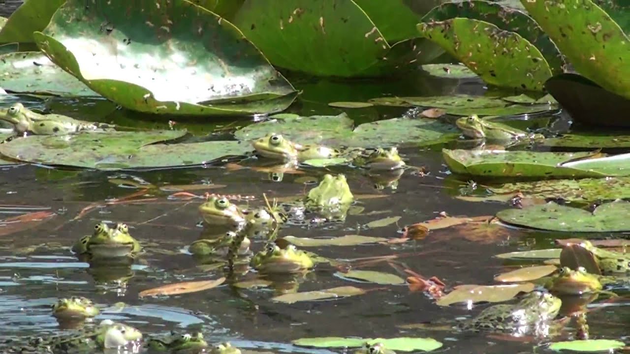 Parende groene kikkers - YouTube