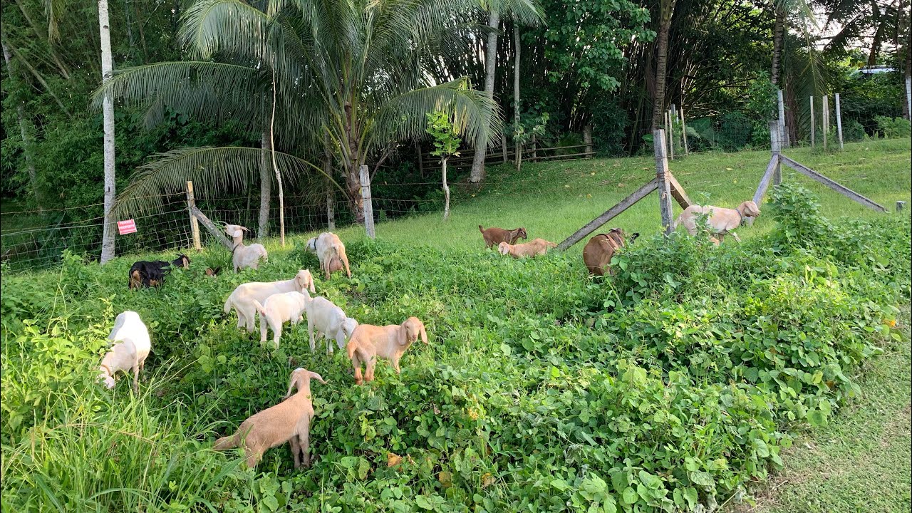 Goli Stud Goat gets busted by the does - YouTube