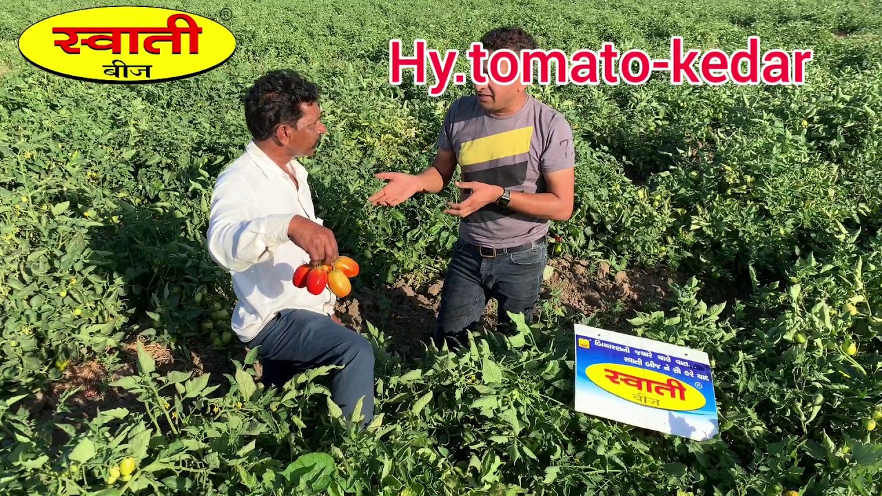 Swati seeds Hy. Tomato Kedar, mo-9426701431,9426067260 - YouTube