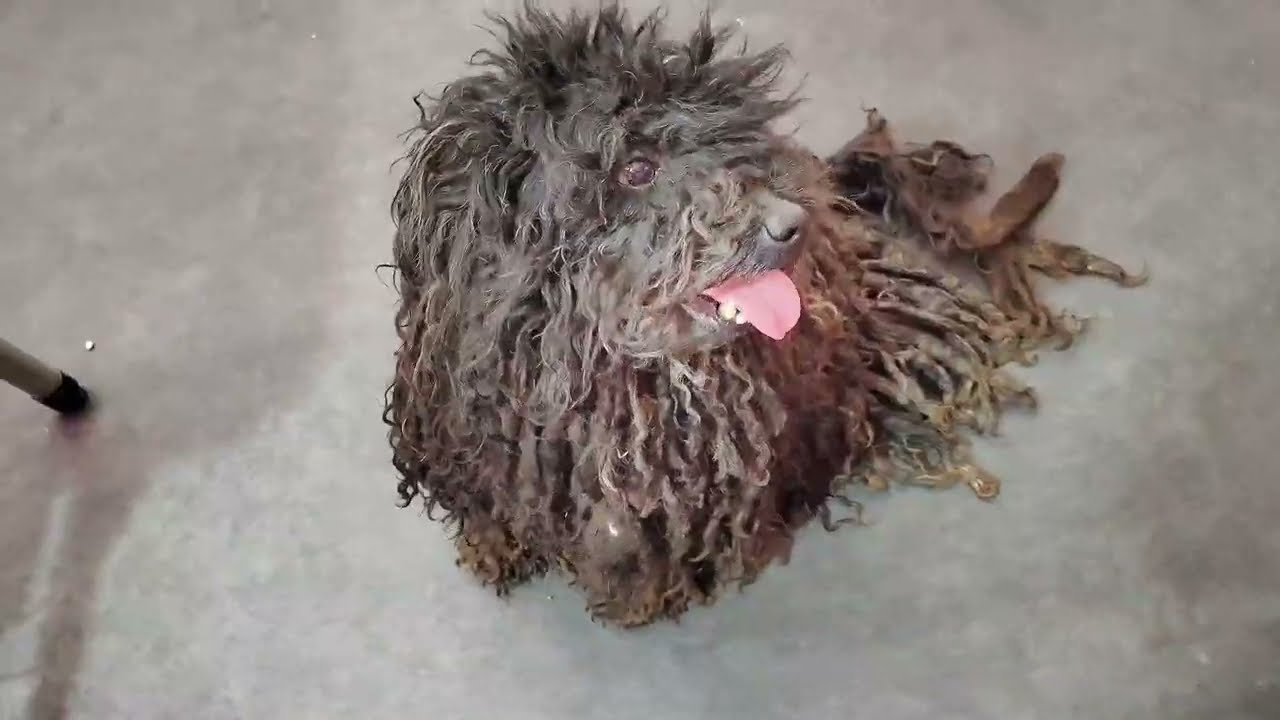 Hungarian Puli grooming - YouTube