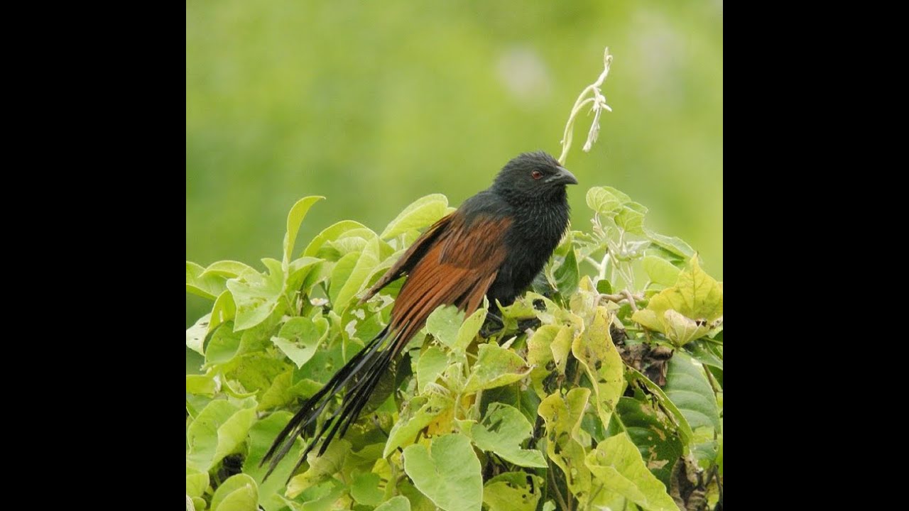 coacal birds, - YouTube