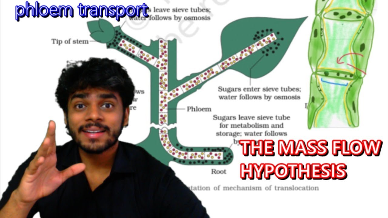 #phloem transport #mass flow hypothesis transport in plant LIVE LEC ...
