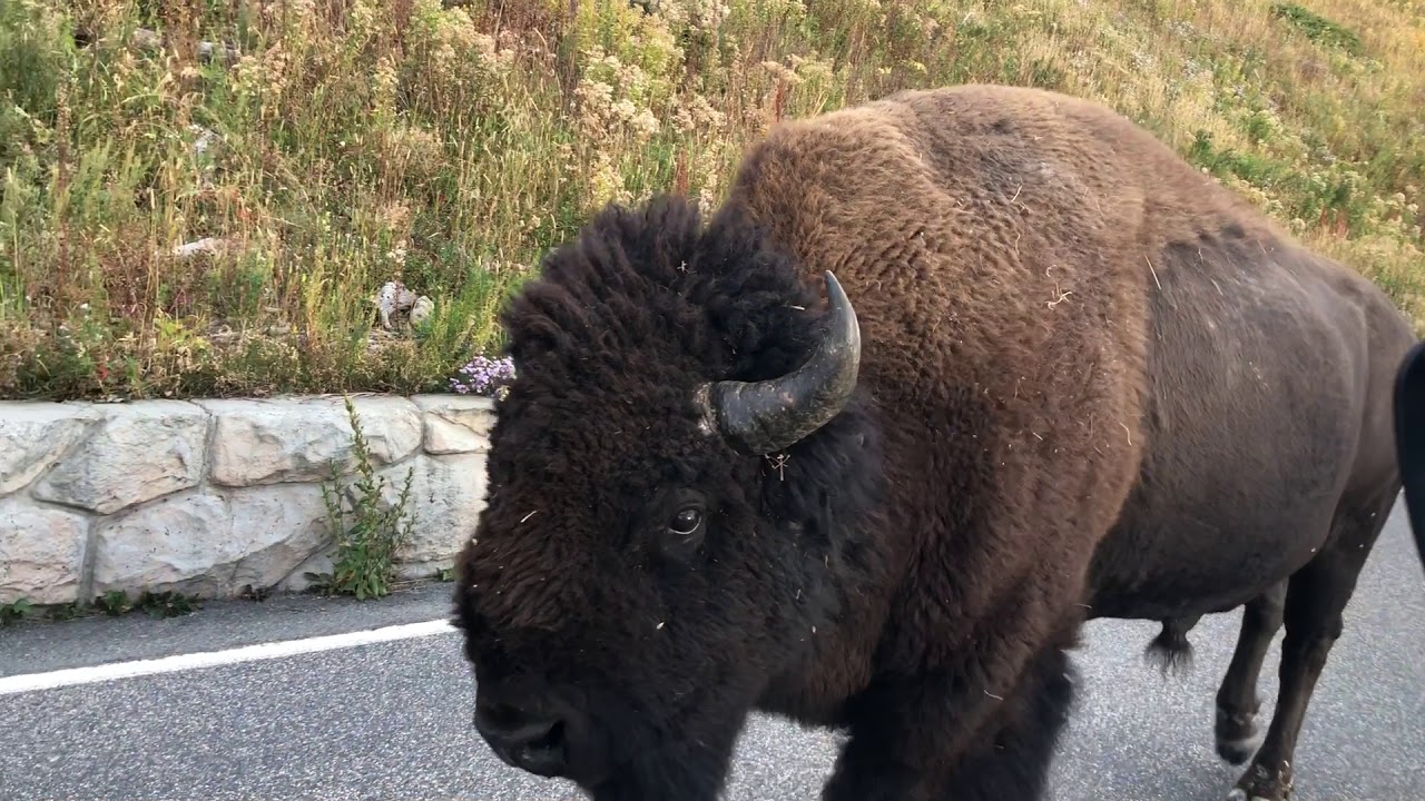 Joe Bison, Up Close and Personal - YouTube