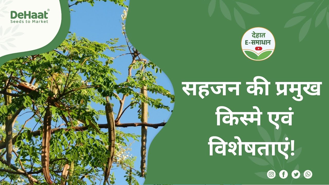 Sahjan ki best Variety | Sahjan ki Kheti | Drumstick Farming - YouTube