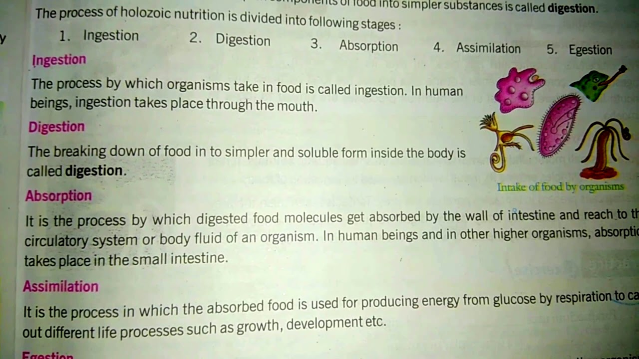 Process of Holozoic Nutrition - YouTube