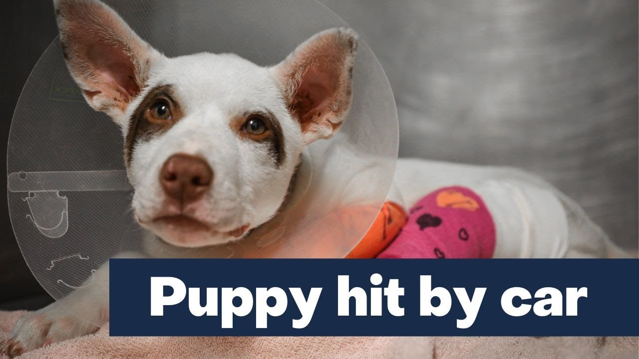 Puppy breaks two legs after being hit by car - YouTube