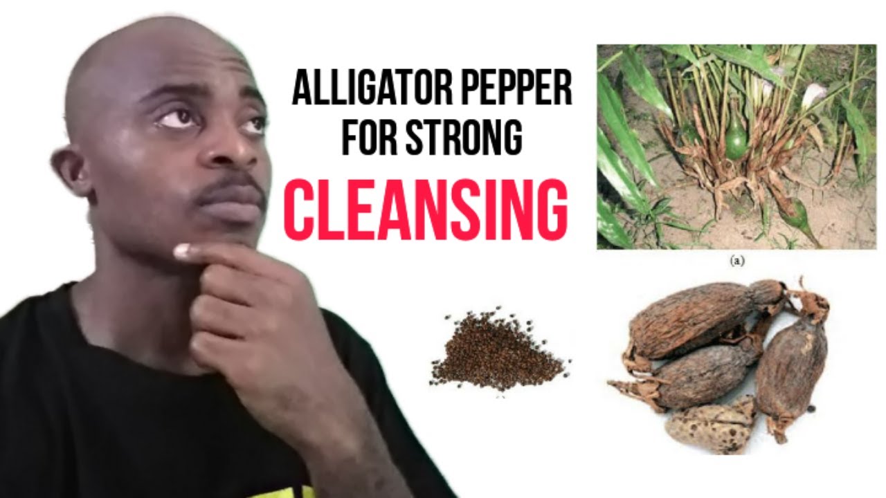 USE ALLIGATOR PEPPER FOR STRONG CLEANSING AND PROTECTION || ALLIGATOR ...