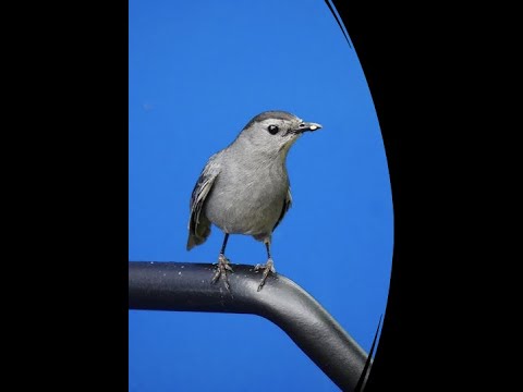 Dr. Daniel Cristol, "How Does the Superfund Law Protect Birds" - YouTube