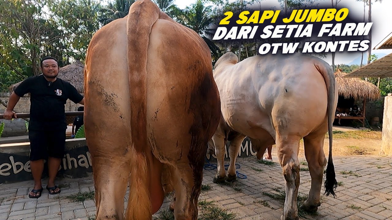 2 Ekor Sapi Jumbo Beli dari Setia Farm Menuju Kontes Sapi Tulungagung ...
