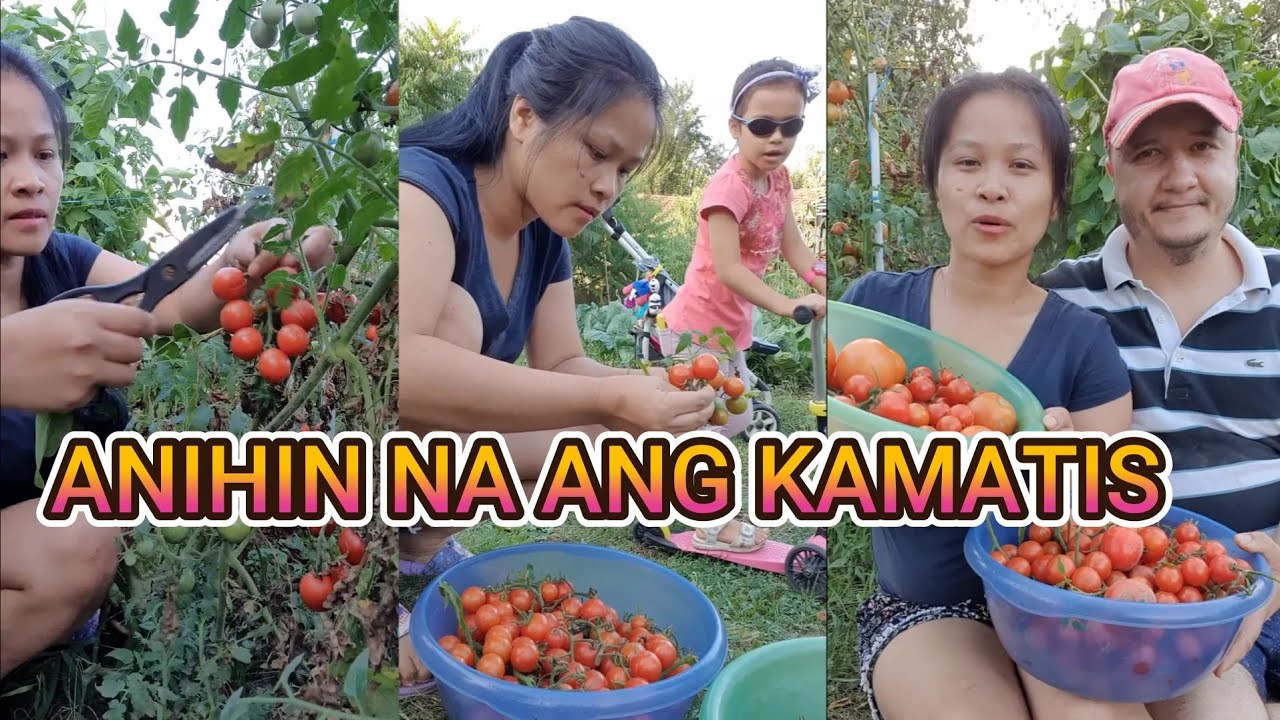 HARVESTING KAMATIS DAMING HINOG - YouTube