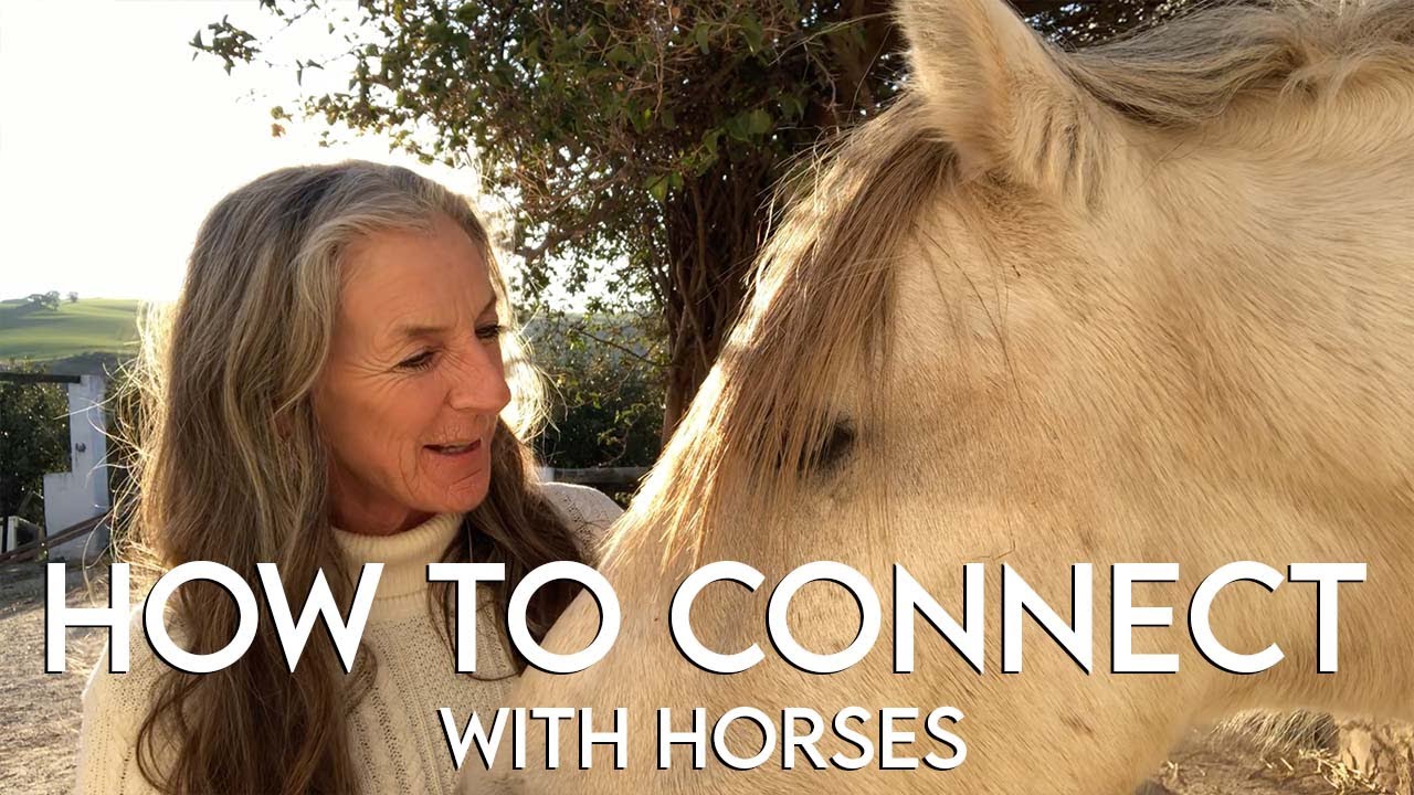 How to CONNECT WITH HORSES - YouTube