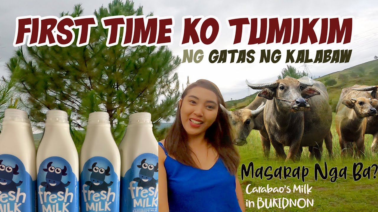 FIRST TIME TUMIKIM NG GATAS NG KALABAW | Fresh Carabao’s Milk in ...