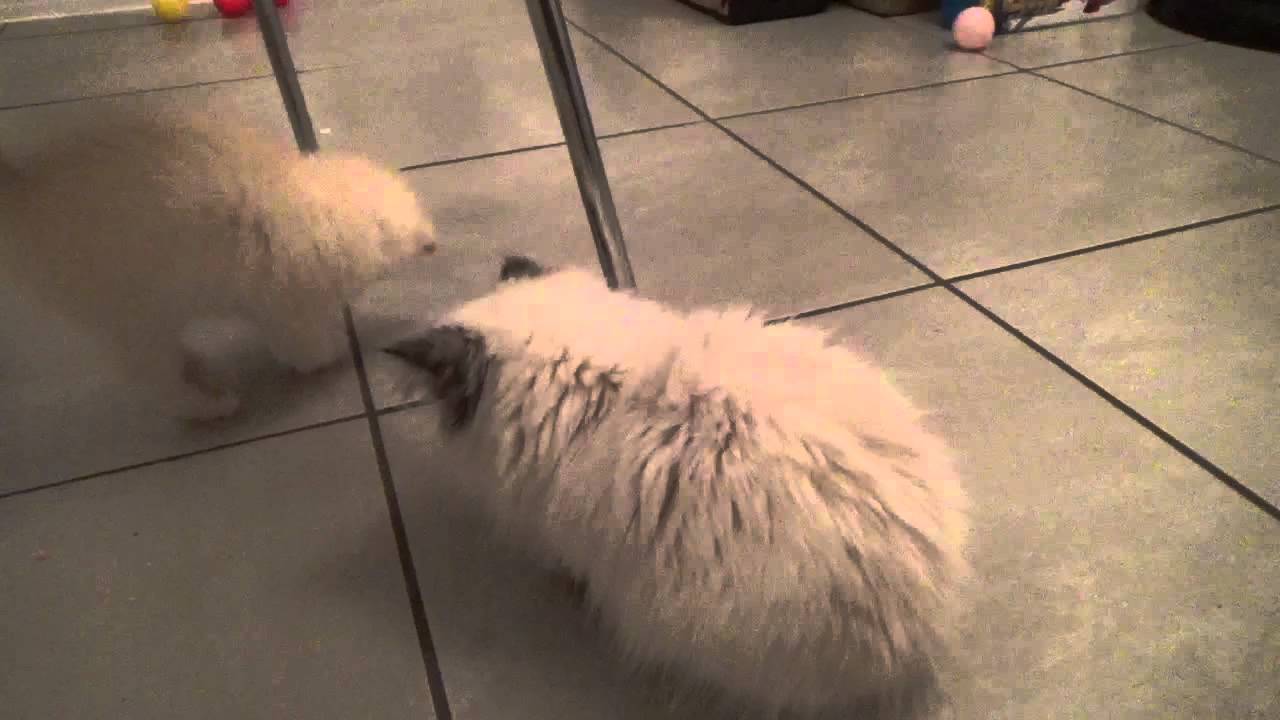 Episode 9a - Kitty Cat Antics! Funny and Cute Cat videos from the Kitty ...