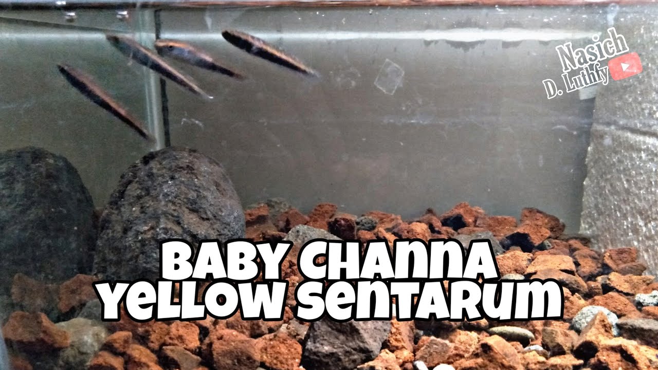 Unpacking Baby Channa Maru Yellow Sentarum Ukuran 3cm - YouTube