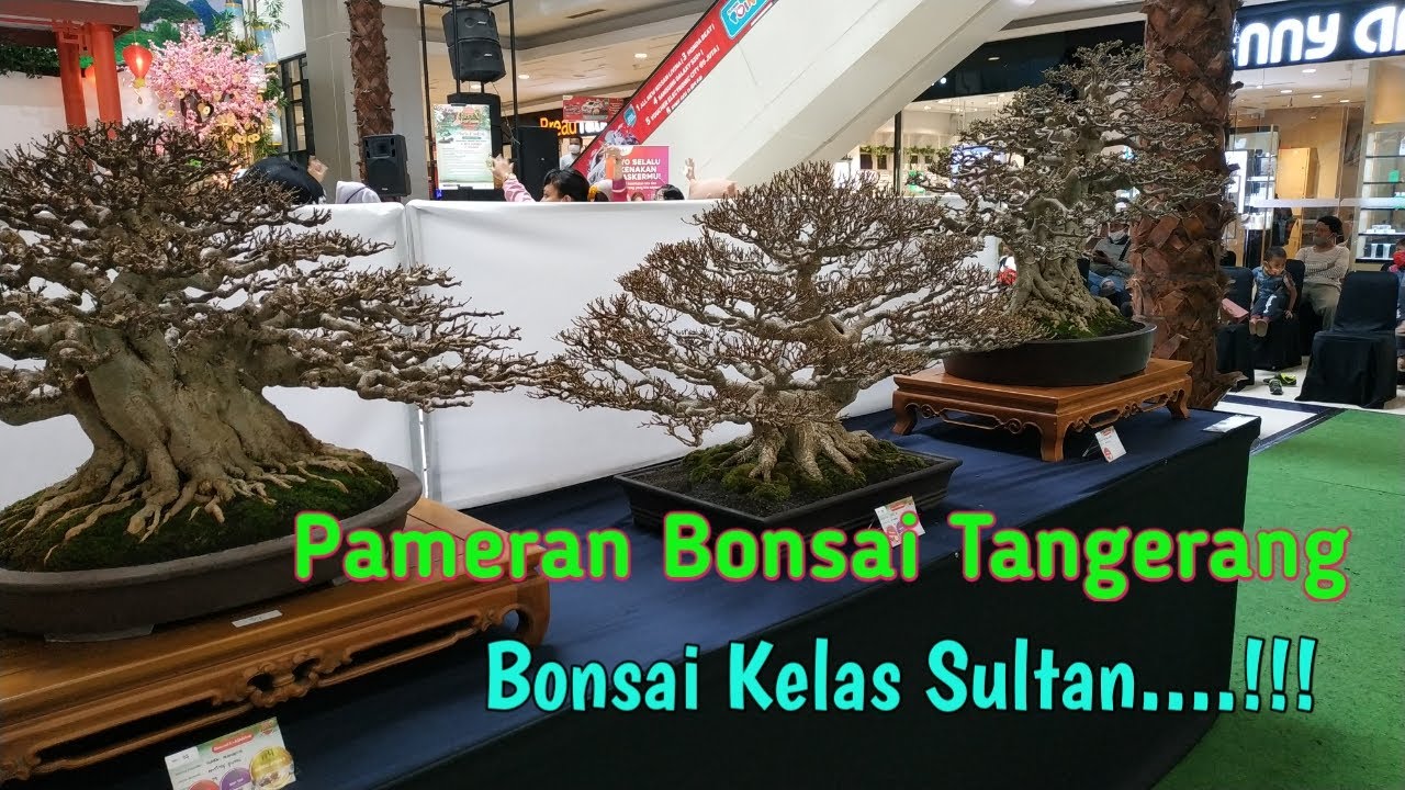 Pameran Bonsai Tangerang - YouTube