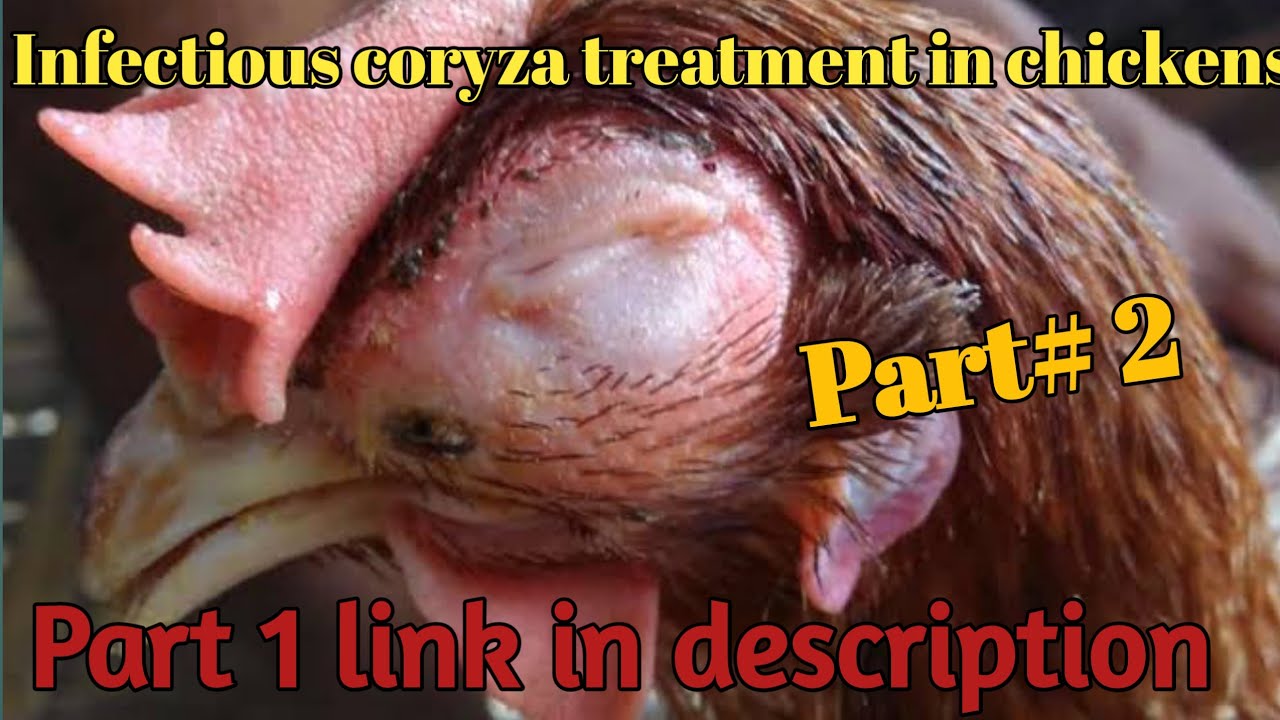 Infectious coryza treatment in chicks part 2 |ASEEL BIRDS Asim| # ...
