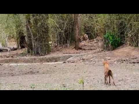 cennay fights the tiger reserve forest area