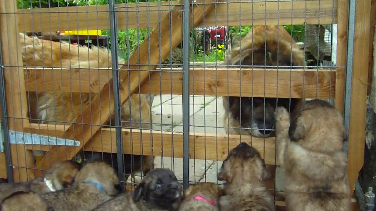 Mali Canada pups 6 weeks_1 - YouTube