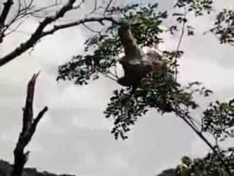 Jaguar vs. Sloth - YouTube