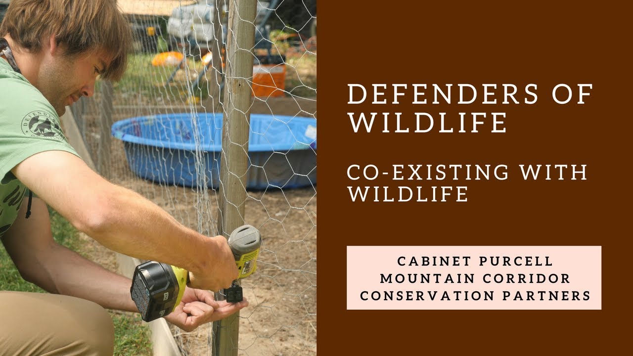 Co-existing with wildlife - YouTube