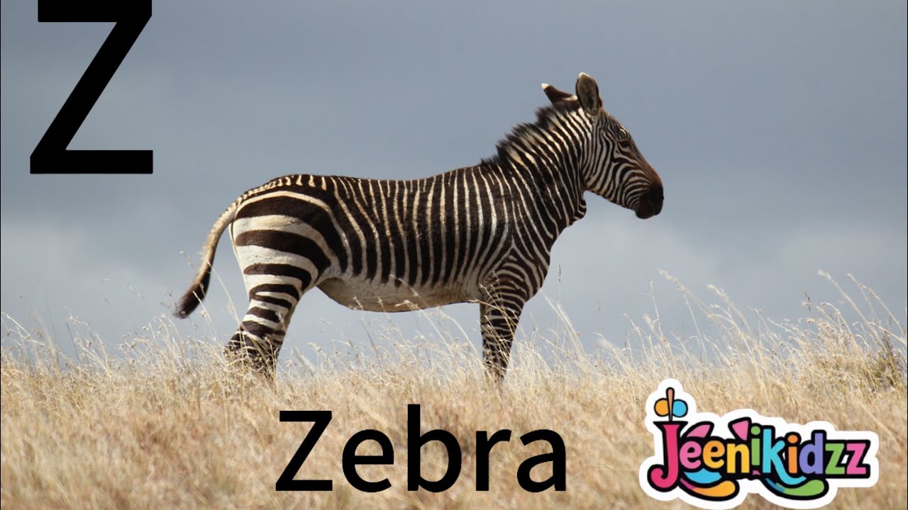 Learn Alphabets | Z Alphabet | Z for Zebra | Zebra 🦓🦓🦓🦓🦓 - YouTube