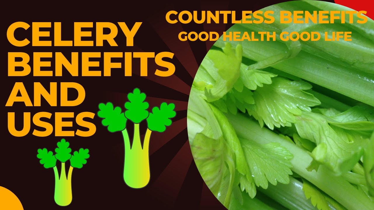 Celery Benefits and Uses |Health Benefits of CELERY |THE INCREDIBLE ...