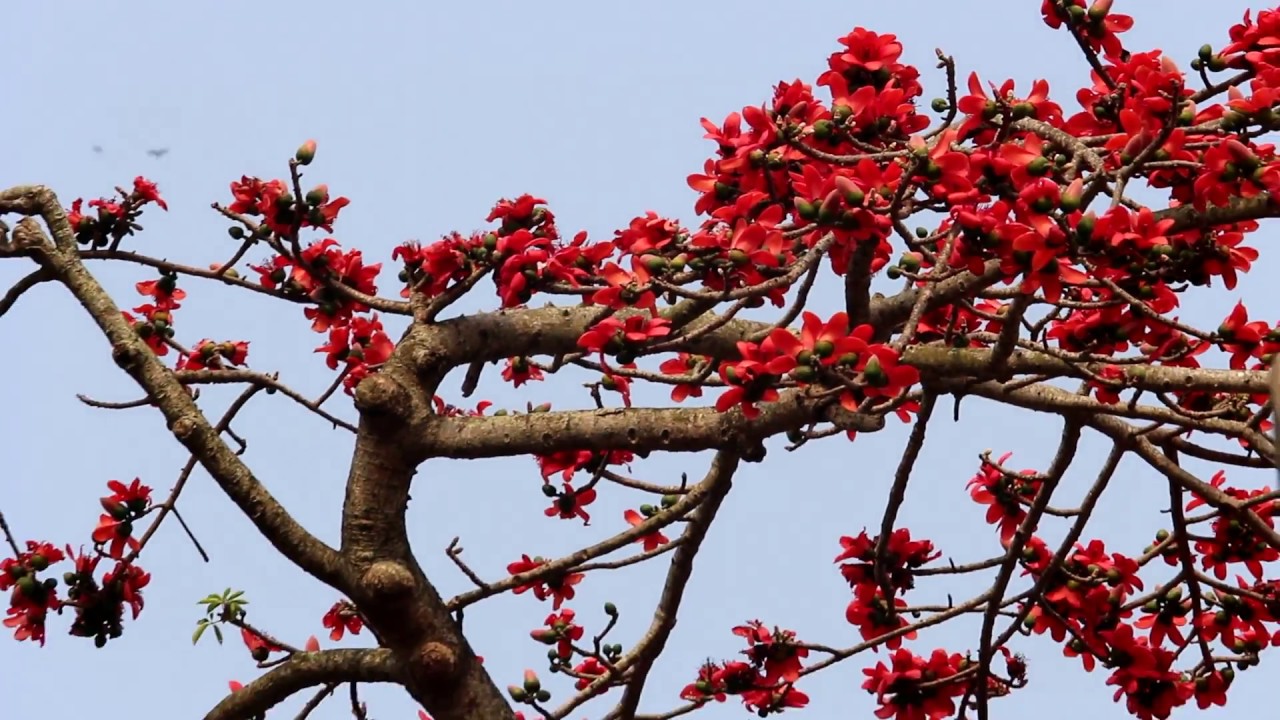 Shimul flower bulbul birds - YouTube