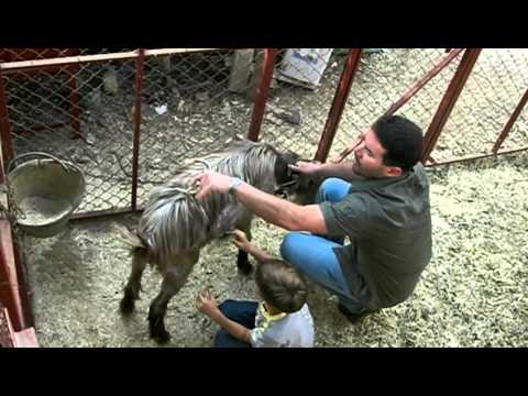 Jason and the goat - YouTube