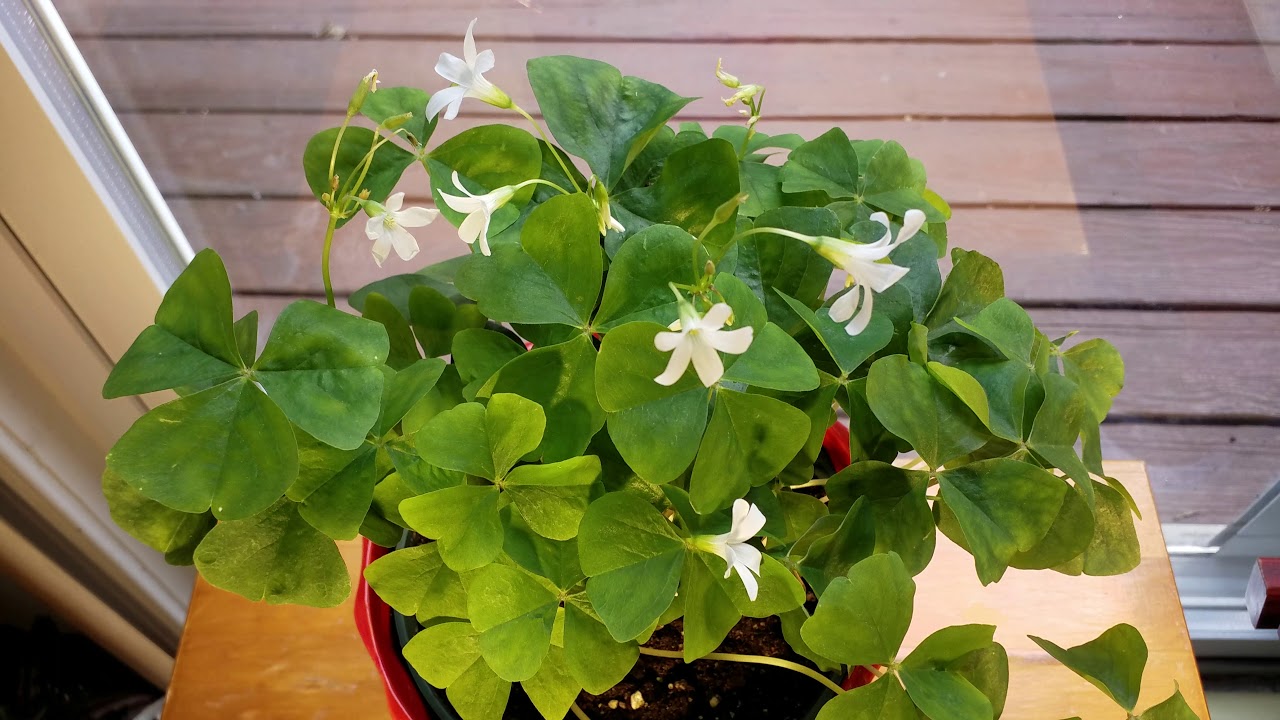 사랑초 (샤뮤락 *옥살리스)키우기 《How to grow Shamrock plant / Oxalis / Love plant ...