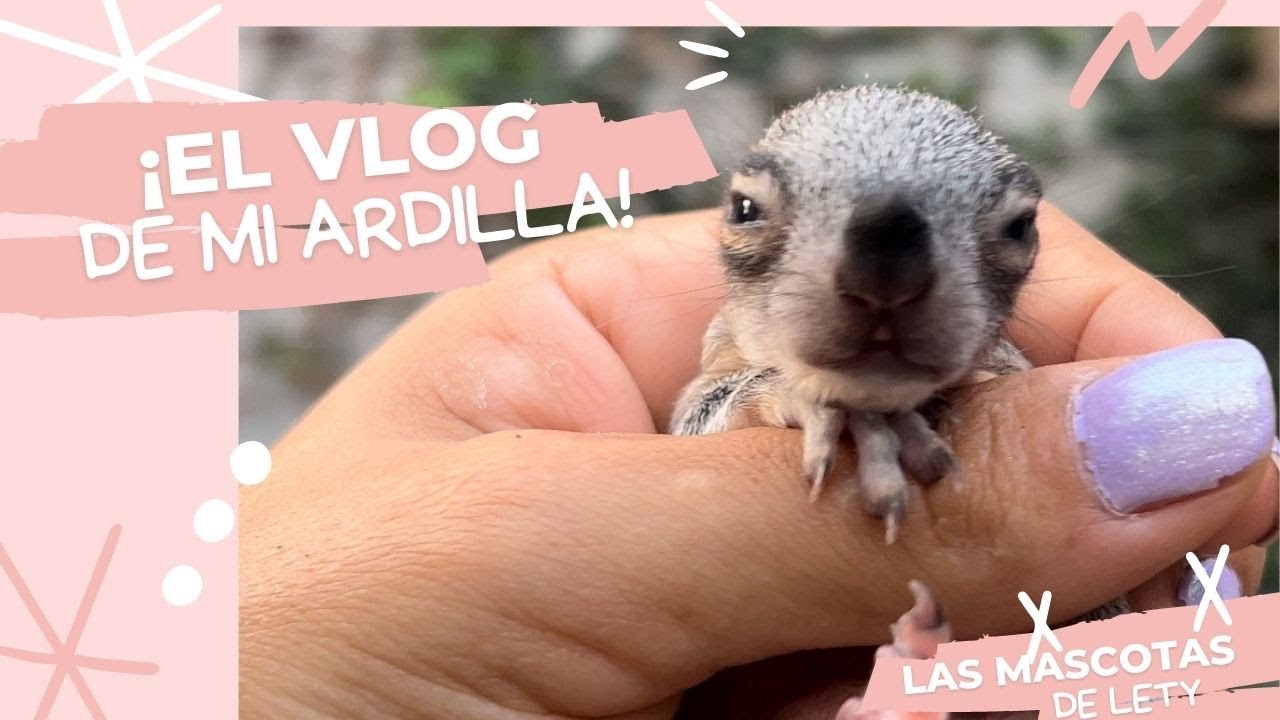Como alimentar a una ardilla bebé| Las mascotas de Lety - YouTube