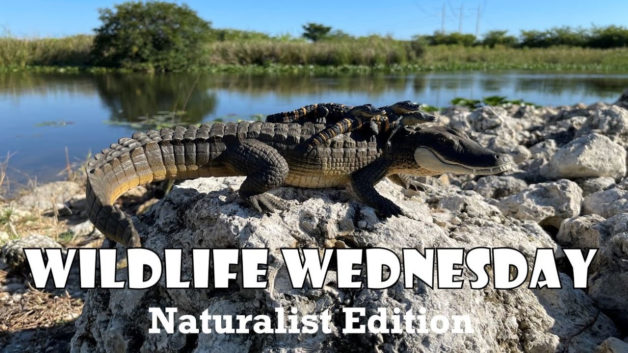 Wildlife Wednesday -- Alligators -- Naturalist Edition at Everglades ...