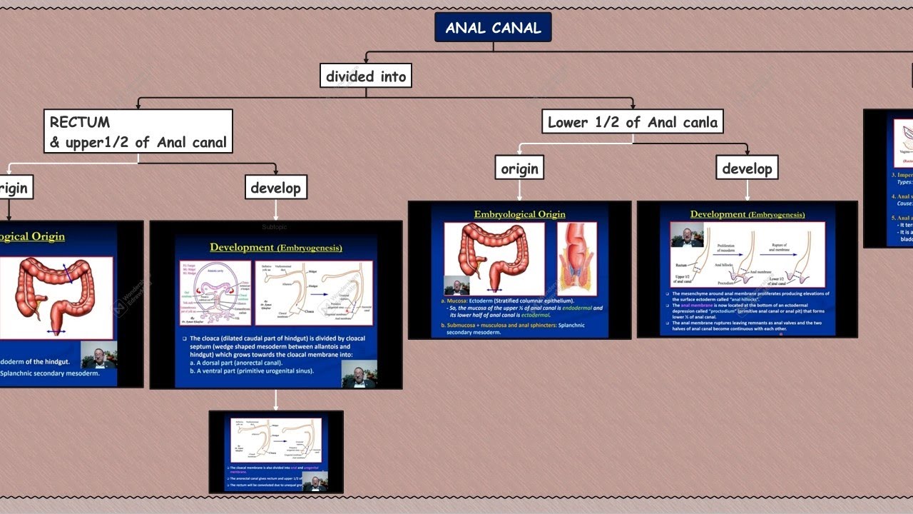 GIT Embryology- Anal canal (3) - YouTube