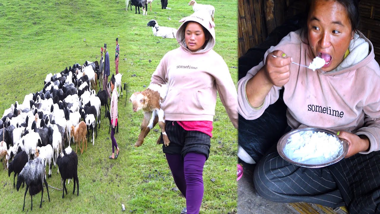 Jina is having dinner with curd after grazing sheeps || Dinner time in ...