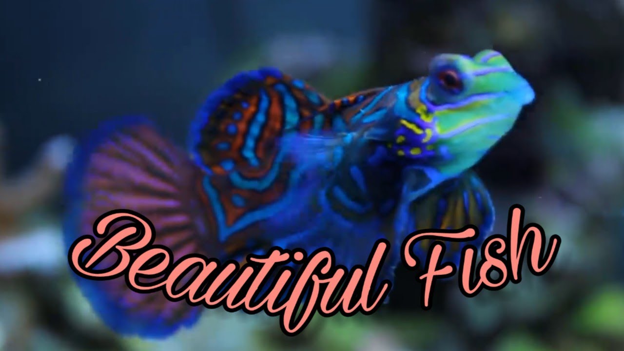 Dangerous and Beautiful fishes - YouTube