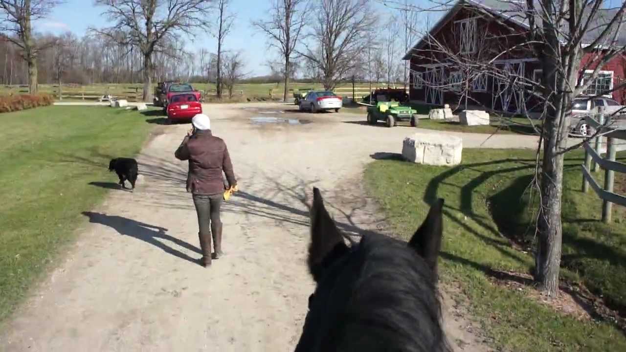 friesian horse fall ride - YouTube