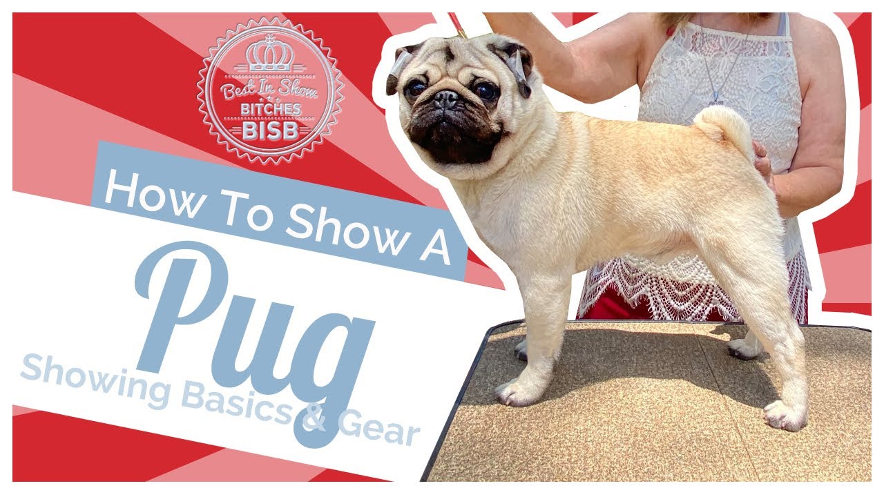 How to Show a Pug at a Dog Show - YouTube