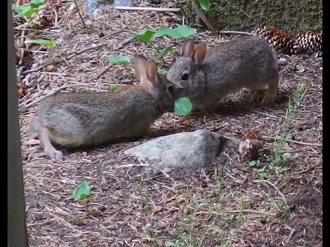 3-week-old wild baby bunnies reunite, play, and munch - YouTube