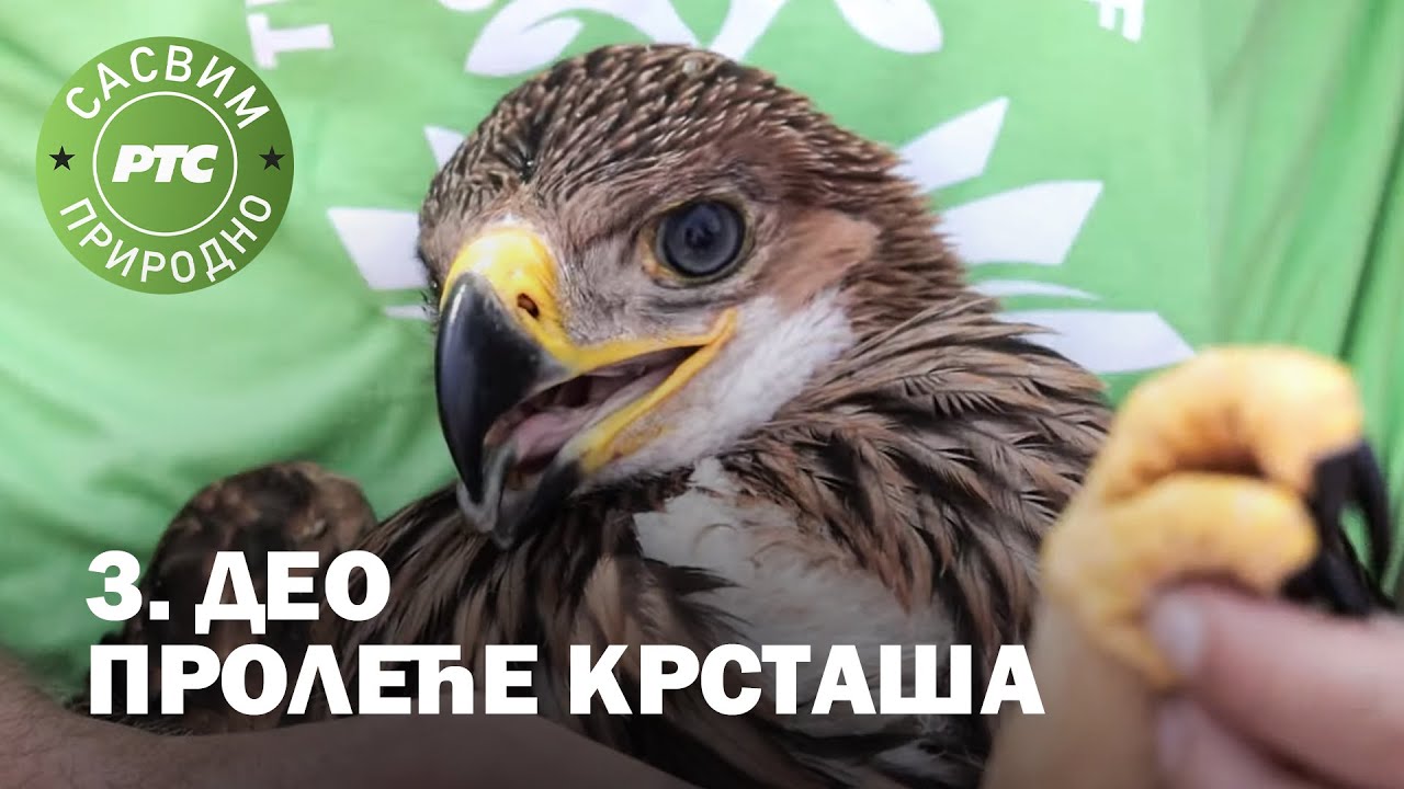 Sasvim prirodno: Proleće krstaša, 3. deo (Jovan Memedović) - YouTube