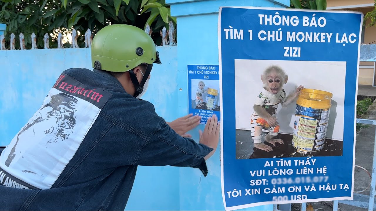 2 weeks searching for monkey ZiZi The tireless journey of the father ...