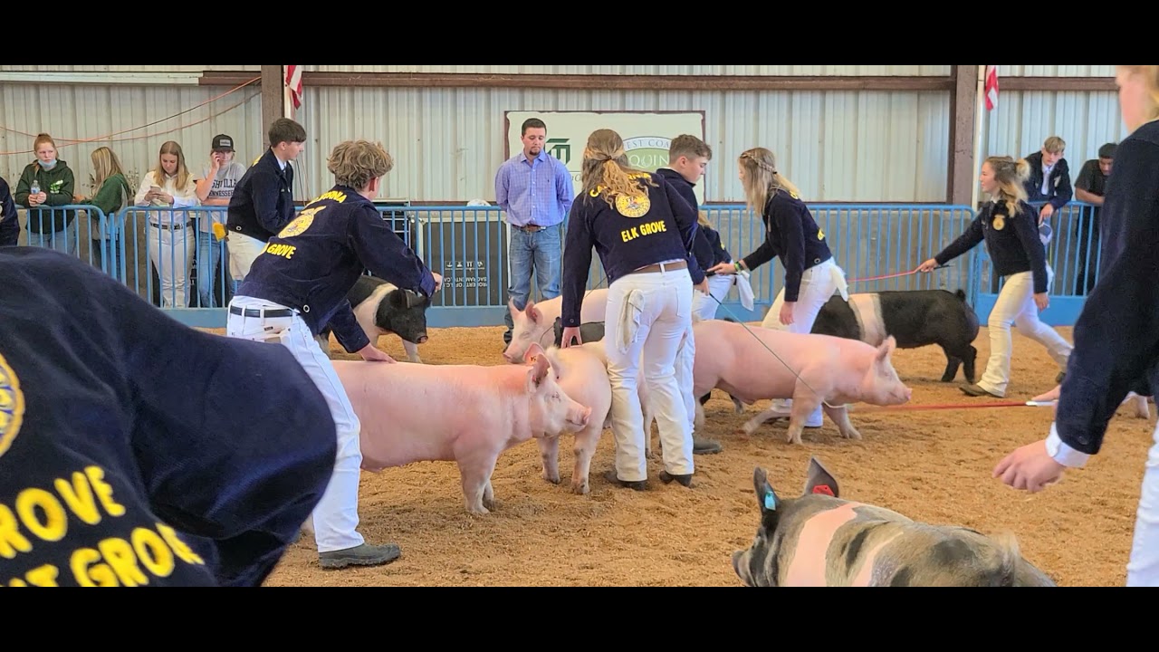 Finals - FFA Novice Showmanship (Class 11) - Swine Marketing - 2021 ...
