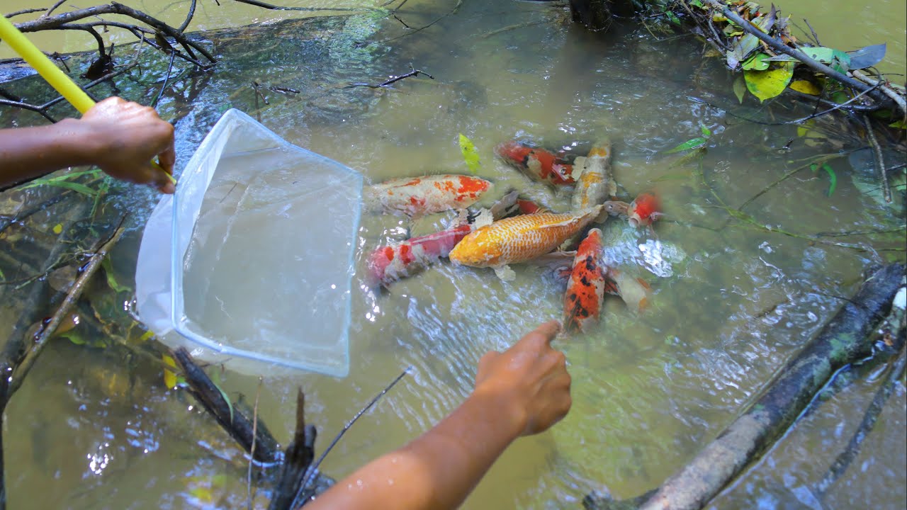 Wow!Super A lot of Koi&Golden Fish in River Catching Up By Fisherman ...