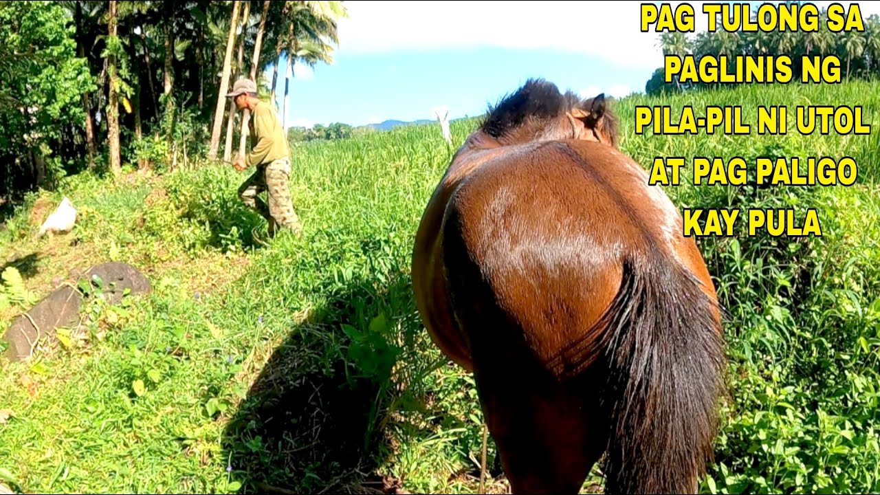 PAG TULONG NG PAGLILINIS NG PILAPIL NI UTOL AT PAGLIGO NG KAY PULA ...