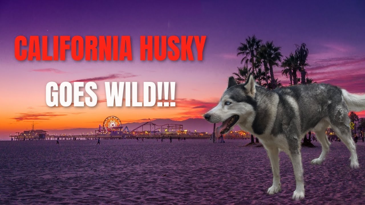 HUSKY GOES CRAZY AND WILD! HILARIOUS! - YouTube