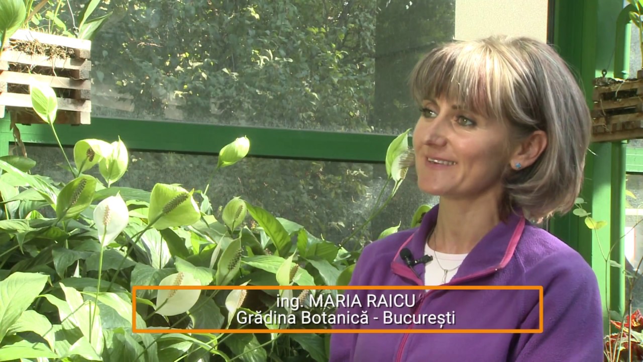 În grădina Danei: Cum să îngrijim crinul păcii (@TVR1) - YouTube